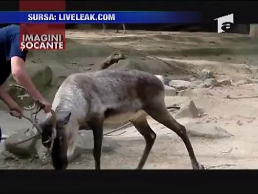 Ingrijitori raniti de un ren - IMAGINI SOCANTE | Observatornews.ro