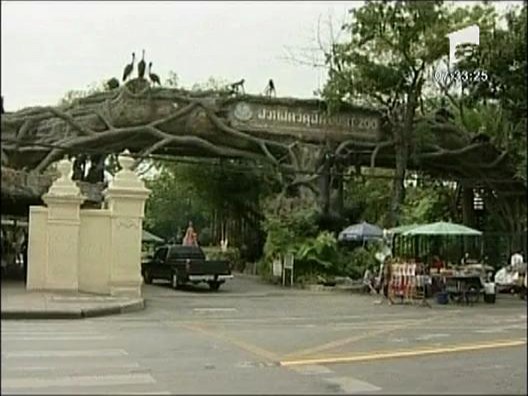 Tigrii albi, copii-vedeta in Thailanda | Observatornews.ro