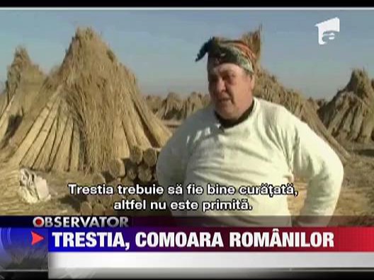 Trestia din Delta Dunarii, comoara romanilor | Video | Antena 1