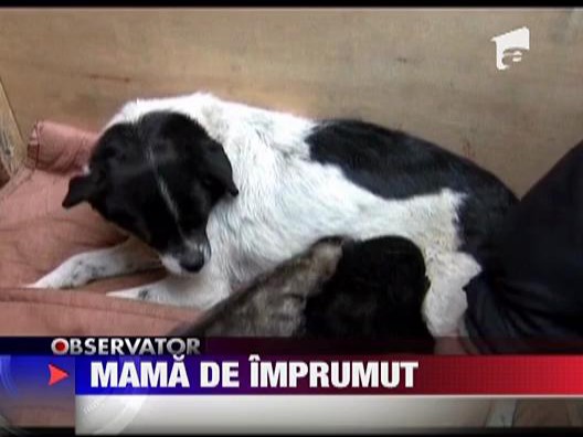 Pui de pantera adoptat de o catelusa in China | Observator News