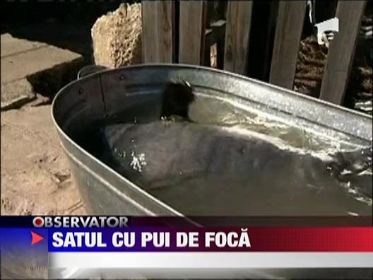 Un pui de foca, mascota unui sat siberian | Observatornews.ro