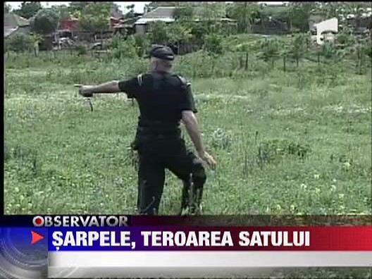 Un sarpe lung de peste 5 metri terorizeaza un sat constantean ...