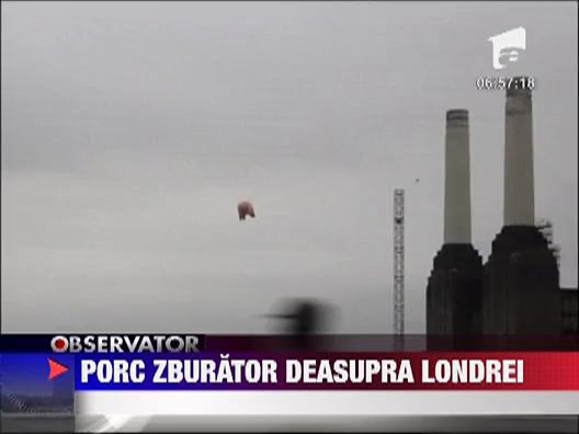 Porc zburator deasupra Londrei | Observator News