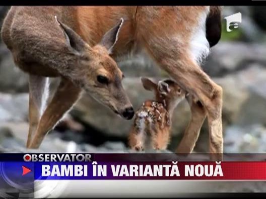 Cel mai celebru pui de caprioara | Observatornews.ro