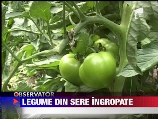 Legume crescute in sere ingropate | Observator News