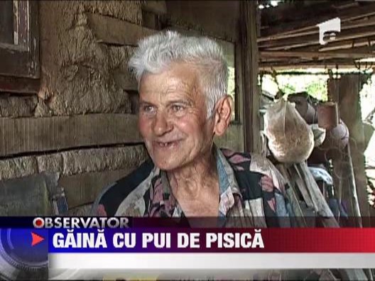O gaina a adoptat patru pui de pisica | Observatornews.ro