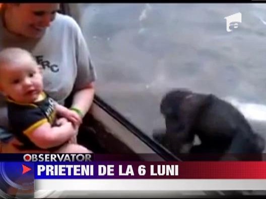 Legatura speciala intre un pui de maimuta si un bebelus | Observatornews.ro