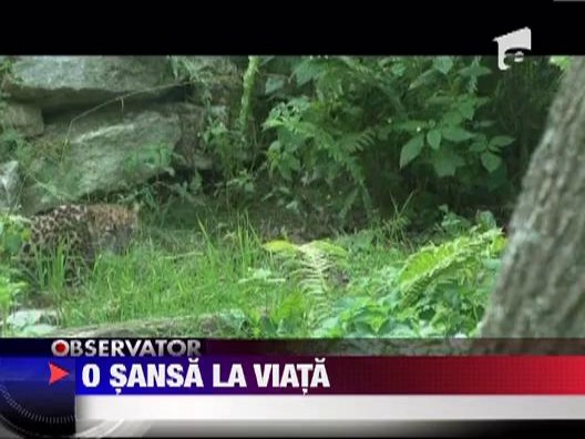 Pui de leopard Amur nascuti in captivitate | Observatornews.ro