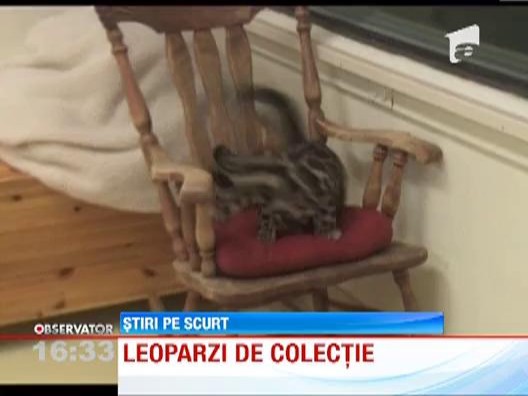 Doi pui de leopard, vedetele unei gradini zoologice din SUA ...