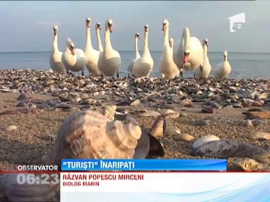 Un stol de lebede albe a poposit la malul Marii Negre spre bucuria ...