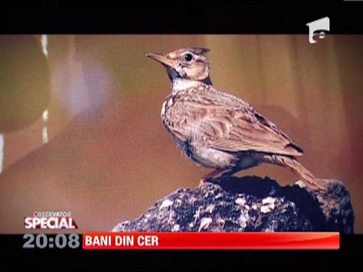 SPECIAL!!! Trei specii rare de pasari aduc bani frumosi primariilor si ...