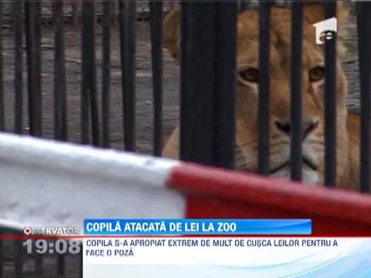 UPDATE / O fata a fost muscata de leu, la gradina zoologica din Radauti ...