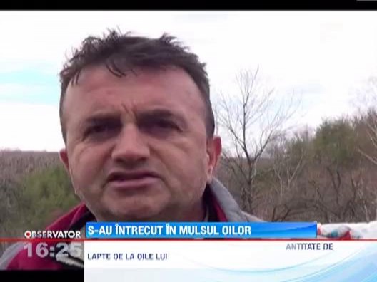 Oierii dintr-un sat banatean s-au intrecut in mulsul oilor ...