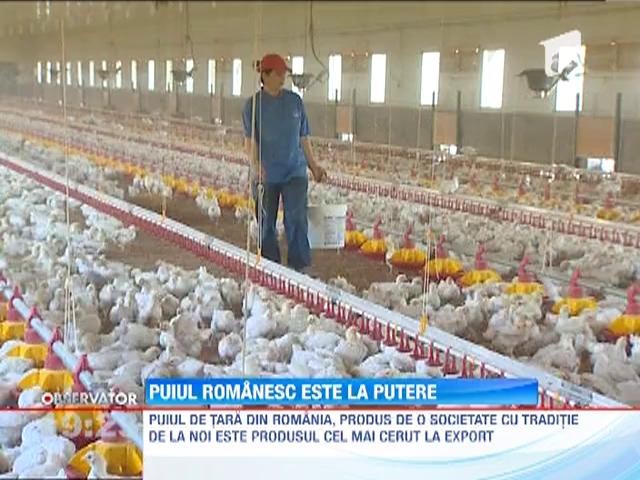 Puiul de tara va fi lansat in curand pe piata din Romania ...