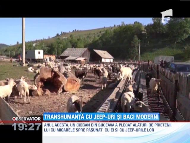 Miorita 2013: Transhumanta cu Jeep-uri si baci moderni | Observator News