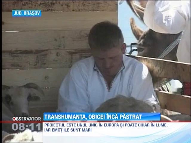 Transhumanta, obicei inca pastrat | Observatornews.ro
