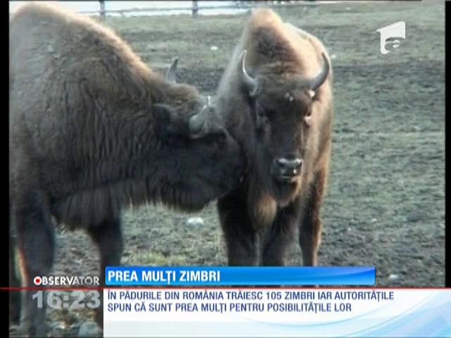 Zimbrul a devenit prea costisitor pentru România | Observatornews.ro