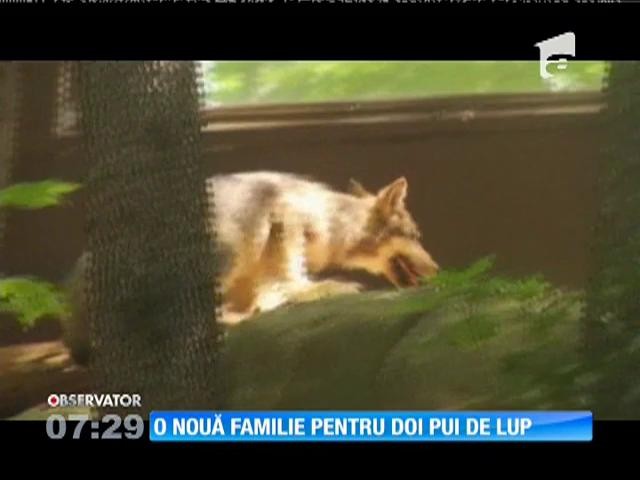 O nouă familie pentru doi pui de lup | Observatornews.ro