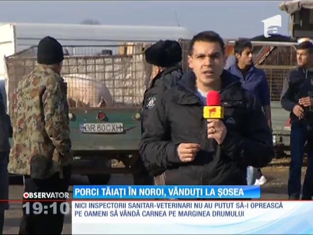 Porci tăiați în noroi, vânduți la șosea | Observatornews.ro