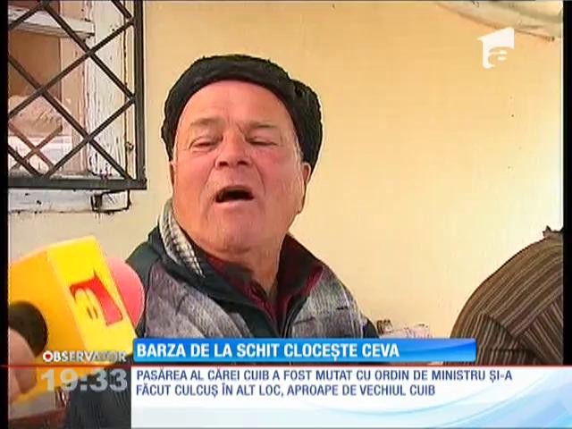 Vestita barză de la Schitu Goleşti s-a pus pe clocit | Observatornews.ro