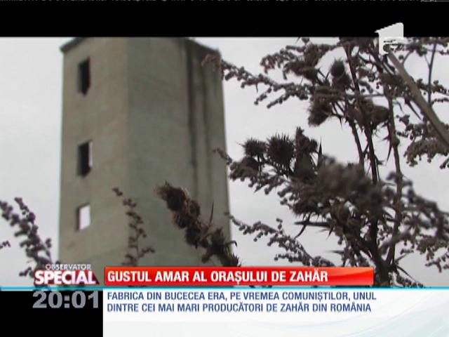 SPECIAL! Gustul amar al orașului de zahăr | Observatornews.ro