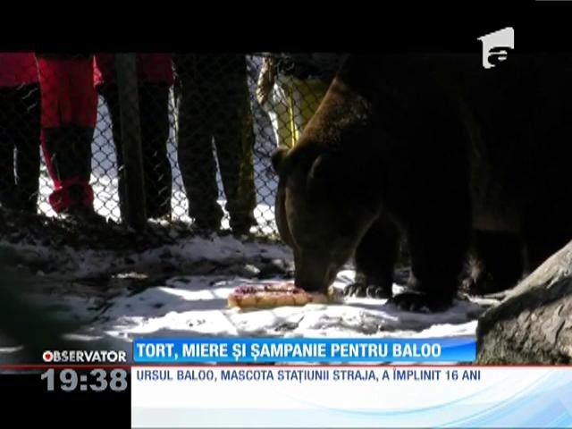 Tort, miere și șampanie pentru simpaticul urs Baloo de la Straja ...