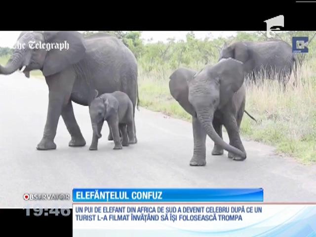 Un pui de elefant pus în dificultate de trompă | Observatornews.ro