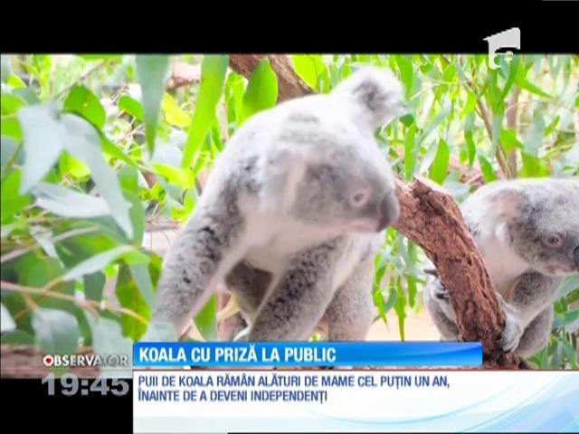 Un pui de koala, noua atracţie a unei grădini zoologice din Australia ...