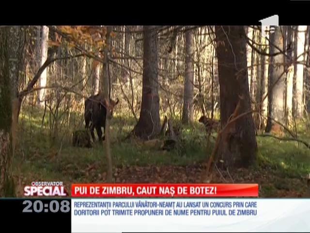 Special! Pui de zimbru, caut naș de botez | Observatornews.ro