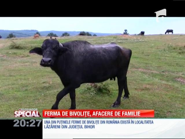 SPECIAL! Ferma de bivoliţe, afacere de familie | Observator News