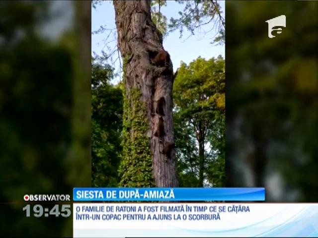 O familie de ratoni a fost surprinsă în timp ce se cocoţa pe un copac ...