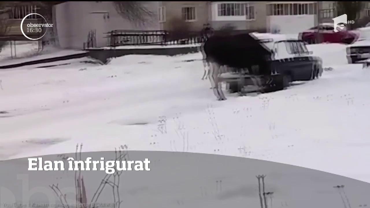 Un elan a devenit celebru pe internet după ce a fost filmat în timp ce ...