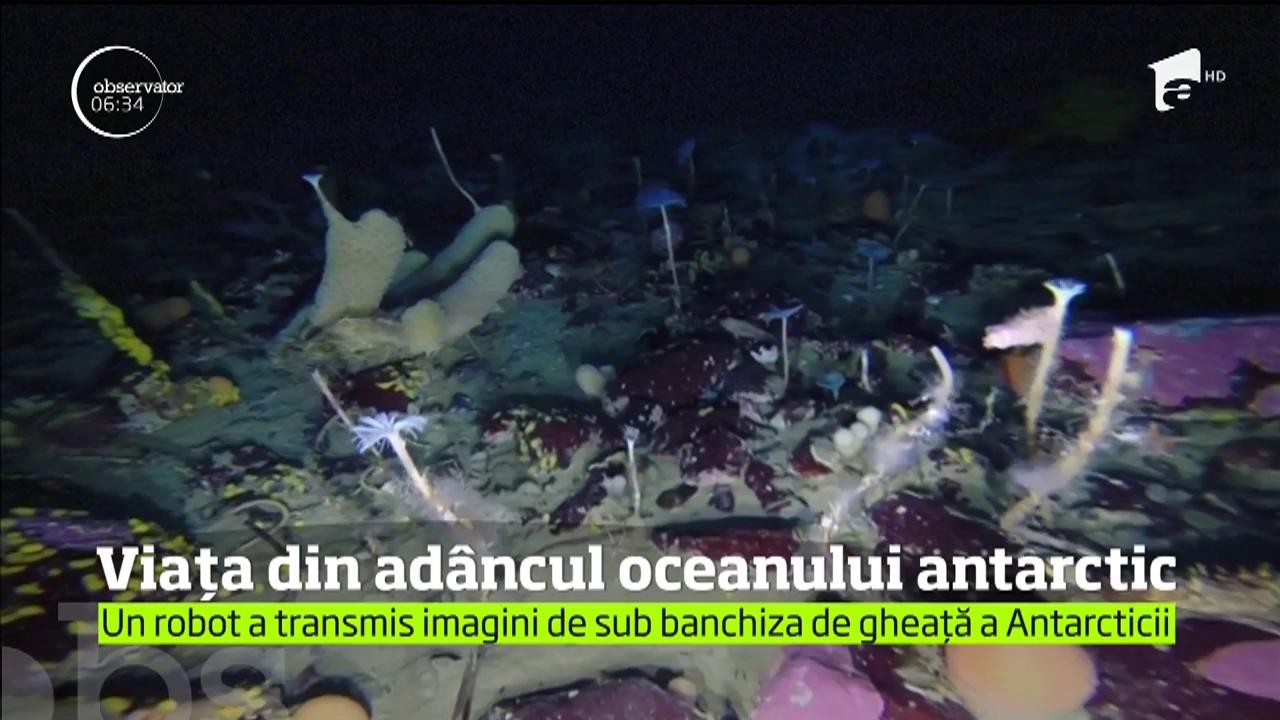 Imagini inedite ale vieţii de pe fundul Oceanului Antarctic au fost ...