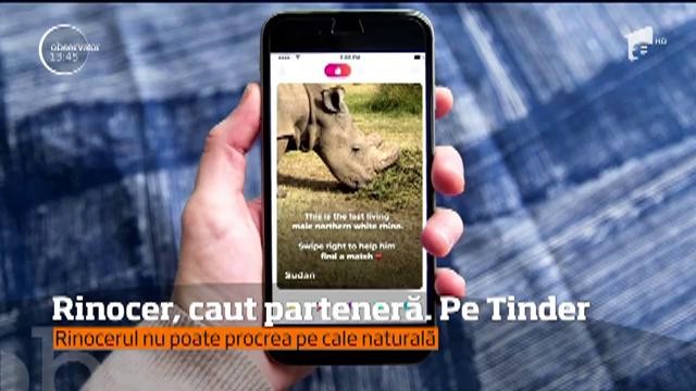 Ultimul mascul de rinocer alb nordic din Kenya are profil de Tinder ...