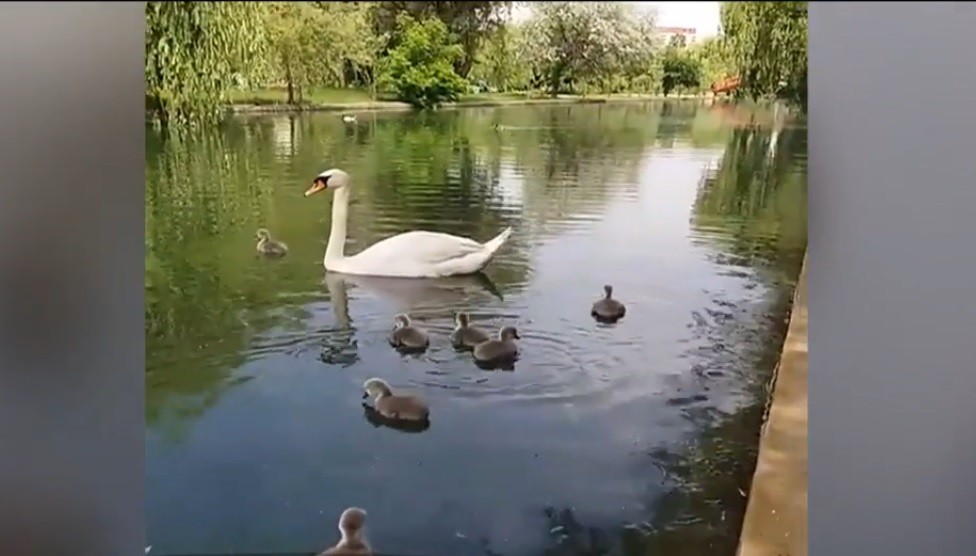 CE OAMENI! Opt pui de lebădă au fost furaţi de pe lacul din parcul IOR ...