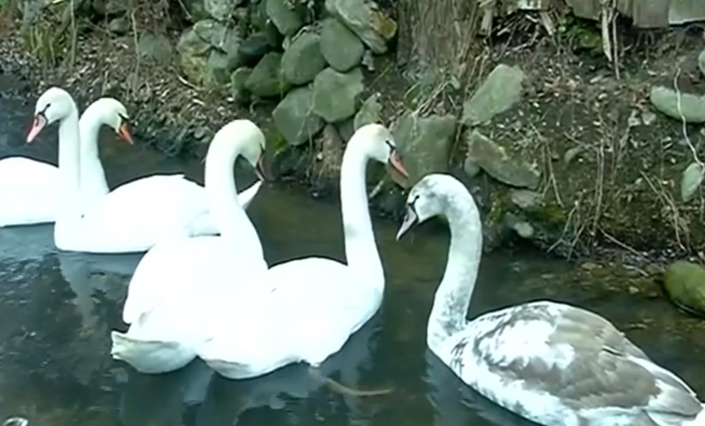 Lebedele Cetăţii Făgăraş au fost duse la iernat într-o gospodărie ...