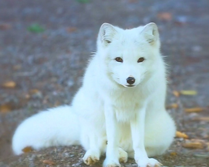 Momente amuzante la Constanţa. Julieta, vulpea polară de la Zoo, a ...