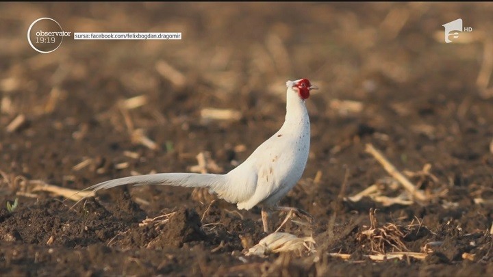 Scandal pentru fazanul alb împușcat de un vânător din Alba și făcut ...