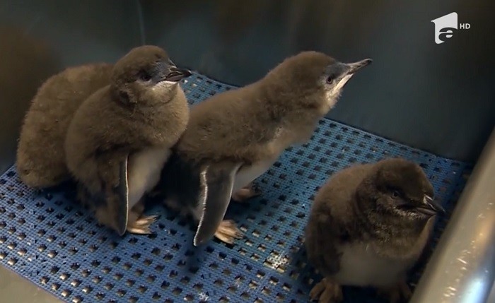 Patru pui de pinguin, vedete la Boston!