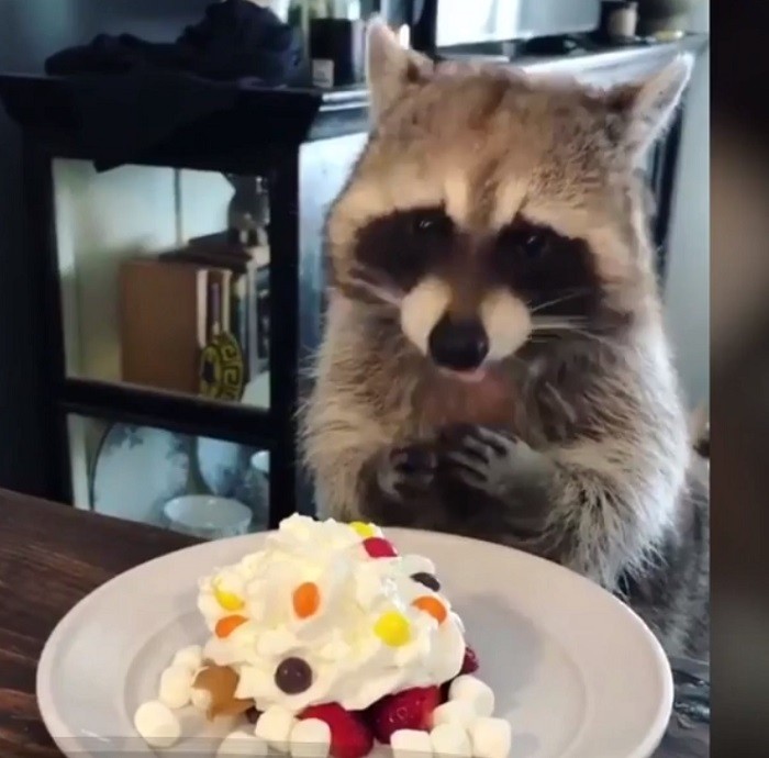 Un ratonul pofticios, vedetă pe Facebook