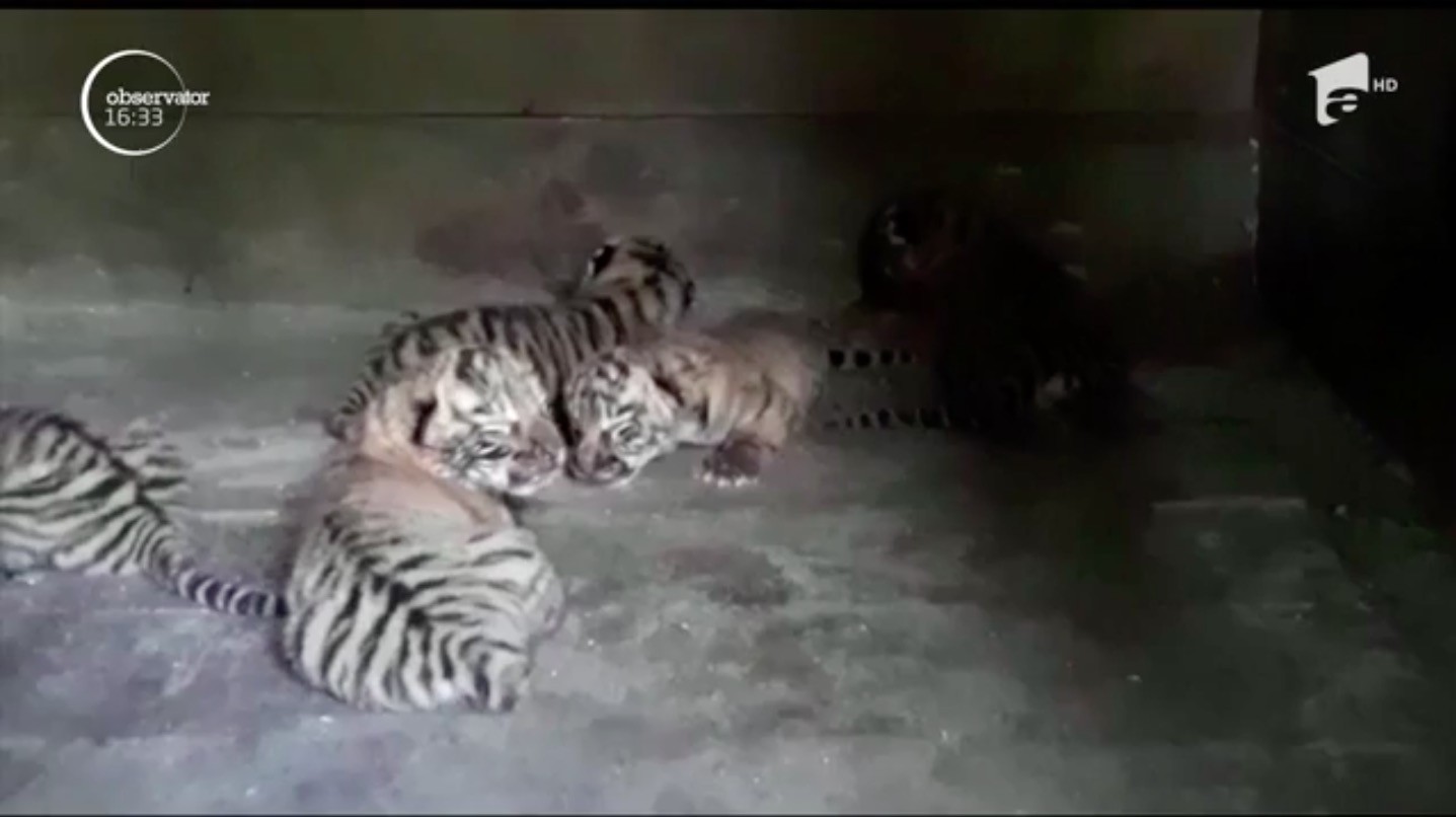 Șase pui de tigru siberian, vedetele unei grădini zoologice din Rusia ...