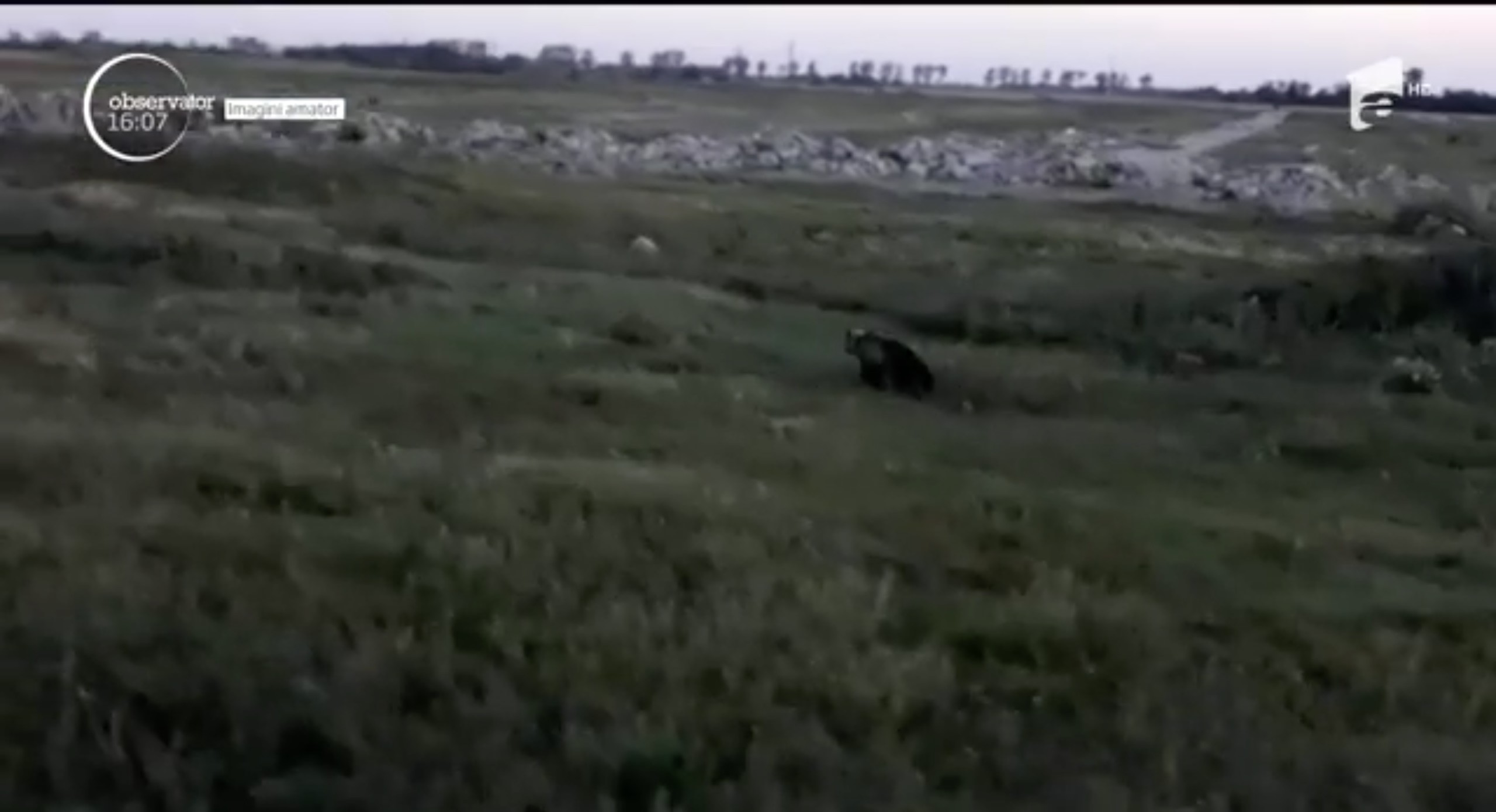 Alertă la Arad, după ce un urs a fost filmat plimbându-se prin mai ...