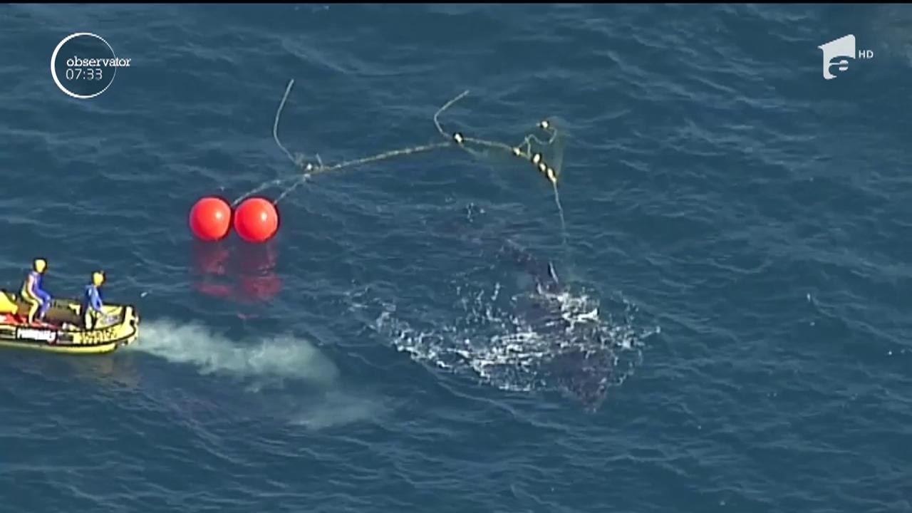 Balena salvată din plasele anti-rechini, în Australia