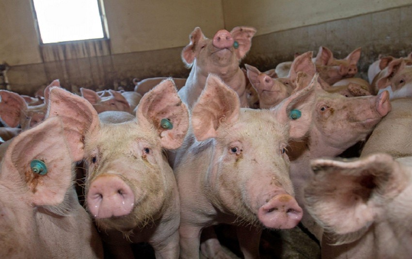 De Crăciun, carnea de porc românesc ar putea lipsi din magazine ...