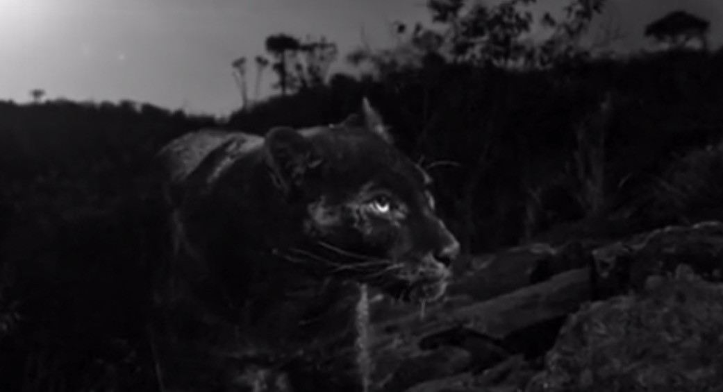 Imagini rare. Un leopard negru a fost surprins în Kenya