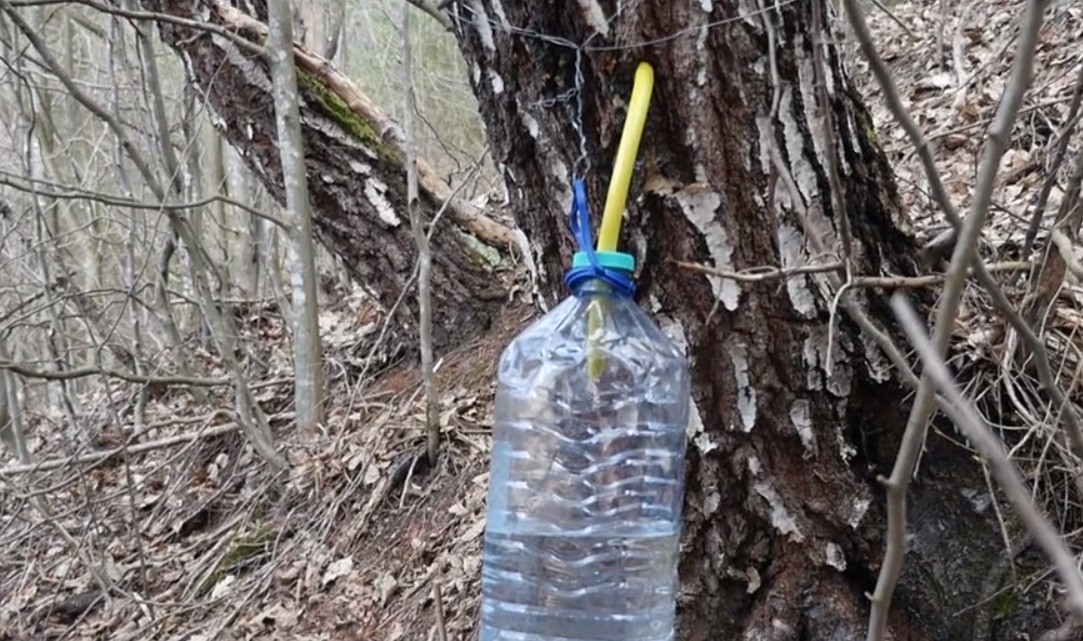 Apa vie, remediu al naturii, curge din copaci, în Munţii Apuseni