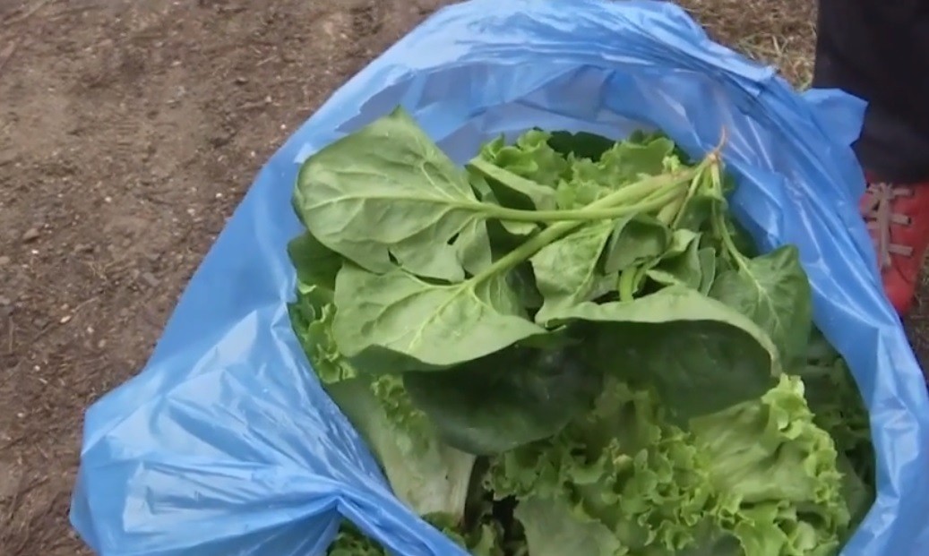 Taraba cu legume online, ideea unui cuplu de antreprenori din Iași