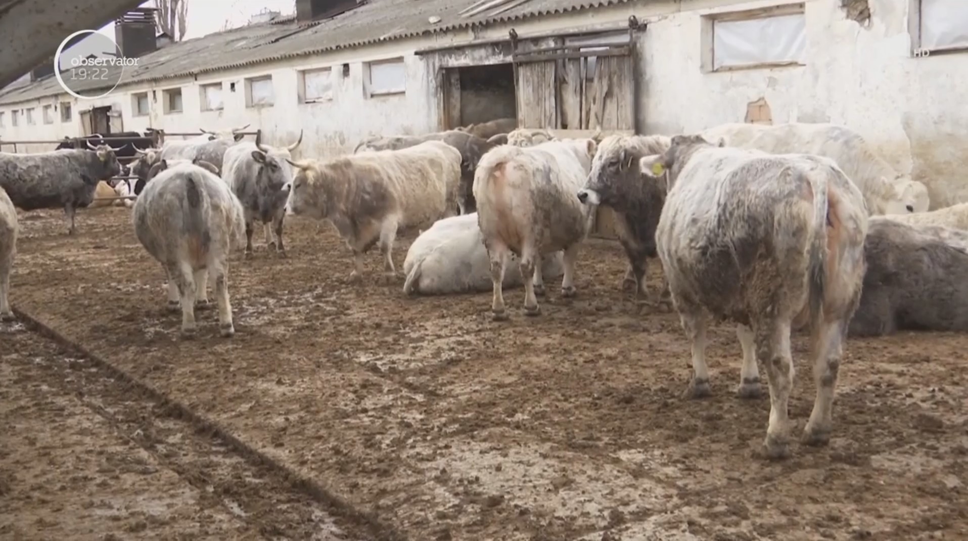 Sura de stepă și alte rase domestice românești pe cale de dispariție