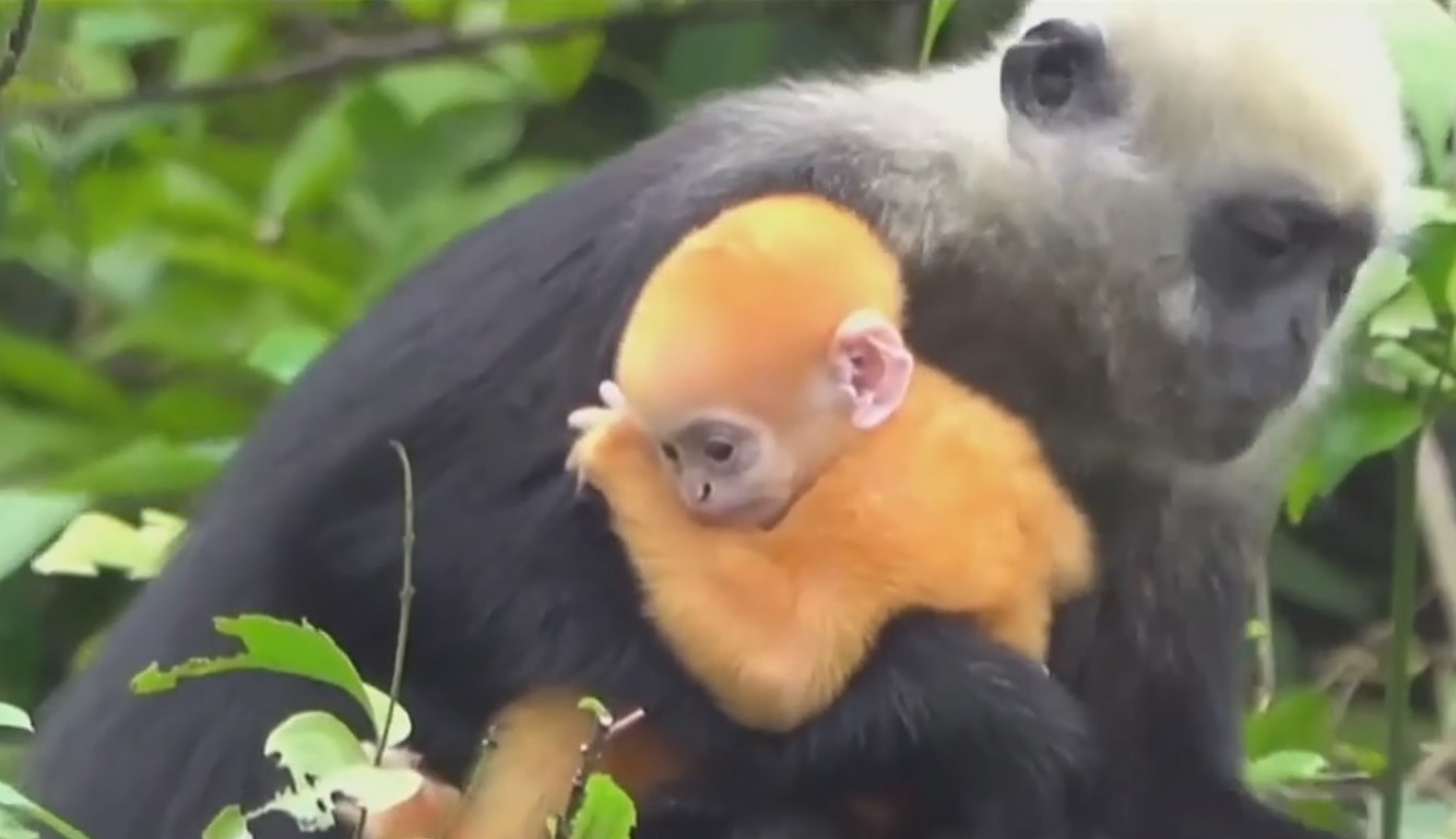Pui de maimuță adorați de vizitatori, la o rezervație naturală din China