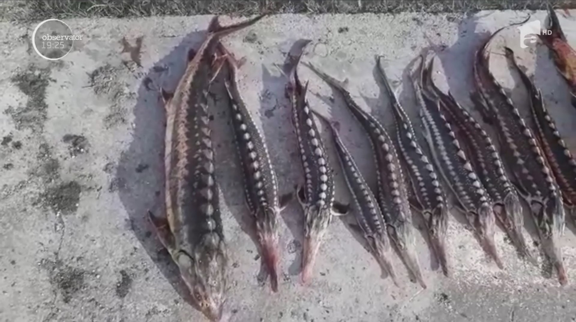 Braconieri prinși cu 60 de kilograme de sturioni din Marea Neagră